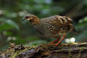 Types of Partridge Bird Species (With Pictures) - Avibirds.com