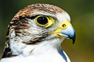 64 Types of Falcons (With Pictures) - Avibirds.com