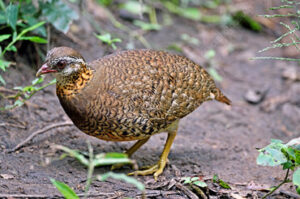 Types of Partridge Bird Species (With Pictures) - Avibirds.com