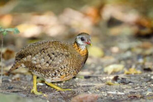 Types of Partridge Bird Species (With Pictures) - Avibirds.com