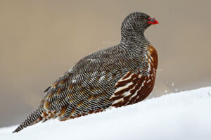 Types of Partridge Bird Species (With Pictures) - Avibirds.com