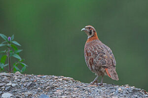Types of Partridge Bird Species (With Pictures) - Avibirds.com