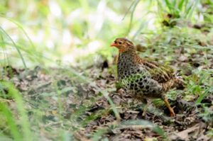 Types of Partridge Bird Species (With Pictures) - Avibirds.com
