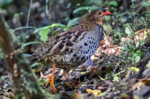 Types of Partridge Bird Species (With Pictures) - Avibirds.com