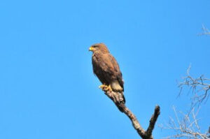 62 Types of Eagles (Accipitridae) (With Pictures) - Avibirds.com