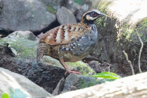 Types of Partridge Bird Species (With Pictures) - Avibirds.com