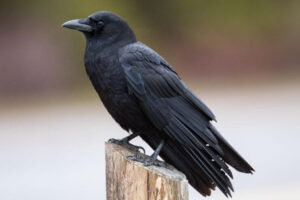 8 Crows in Arizona (With Pictures) - AviBirds