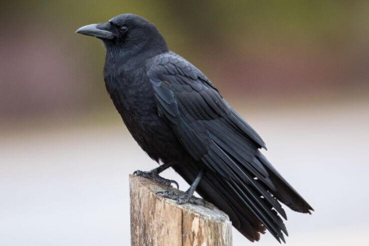 8 Crows in Arizona (With Pictures) - Avibirds.com