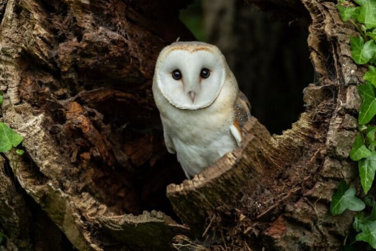 8 Owls in Iowa (With Pictures) - Avibirds.com
