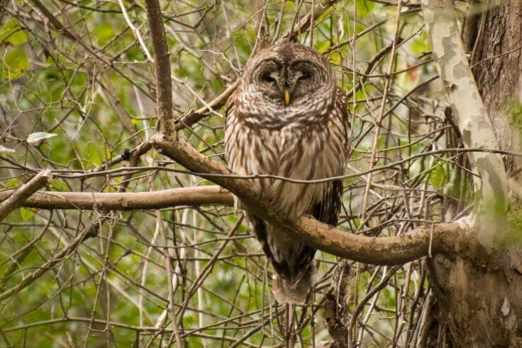 8 Owls in Iowa (With Pictures) - Avibirds.com