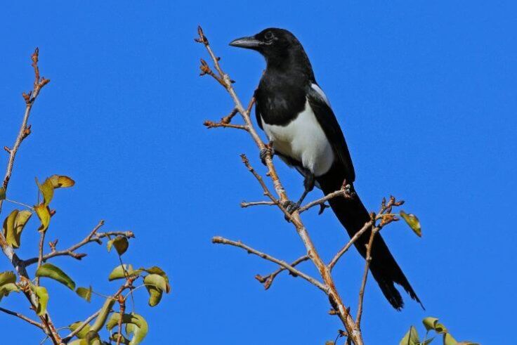 Magpies in Colorado (With Pictures) - Avibirds.com