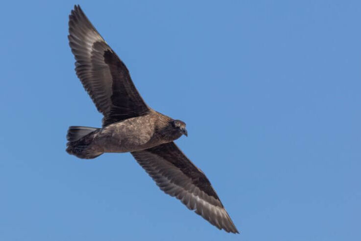 7 Skua Birds (With Pictures)
