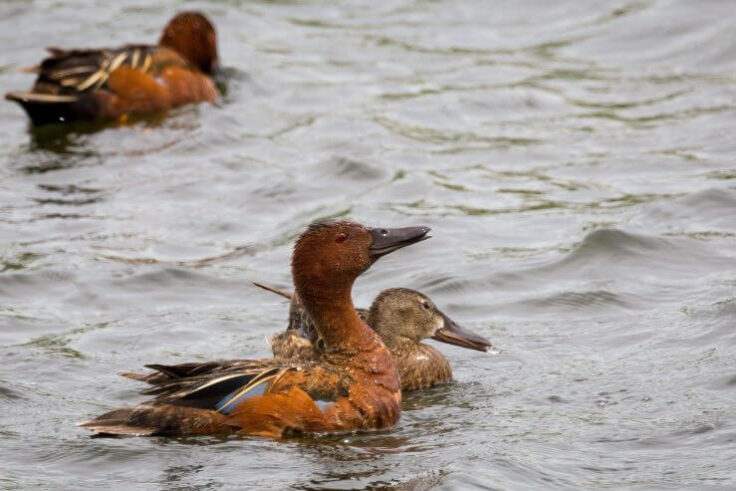 16 Ducks in Colorado (With Pictures) - Avibirds.com