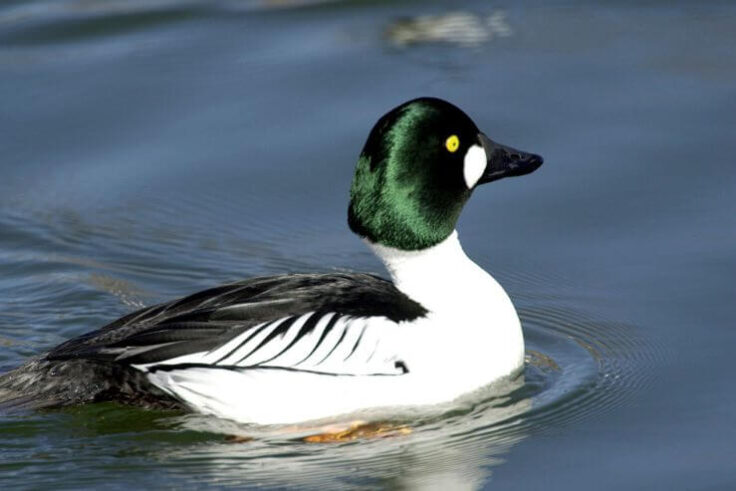 16 Ducks in Colorado (With Pictures) - Avibirds.com