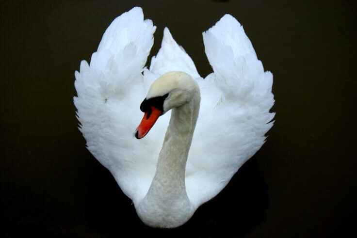 4 Swans in Florida (With Pictures) - AviBirds