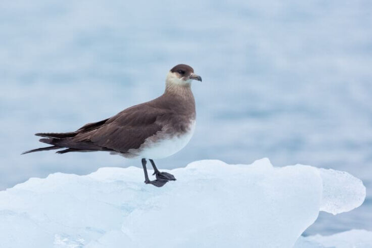 7 Skua Birds (With Pictures)