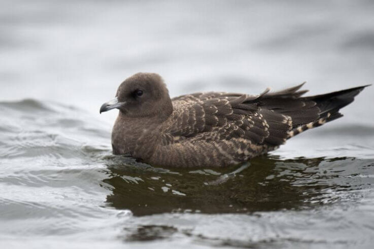 7 Skua Birds (With Pictures)
