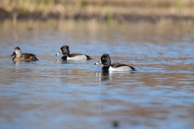 16 Ducks in Colorado (With Pictures) - Avibirds.com