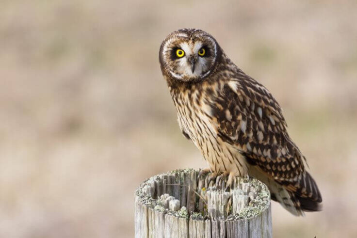 8 Owls in Iowa (With Pictures) - Avibirds.com