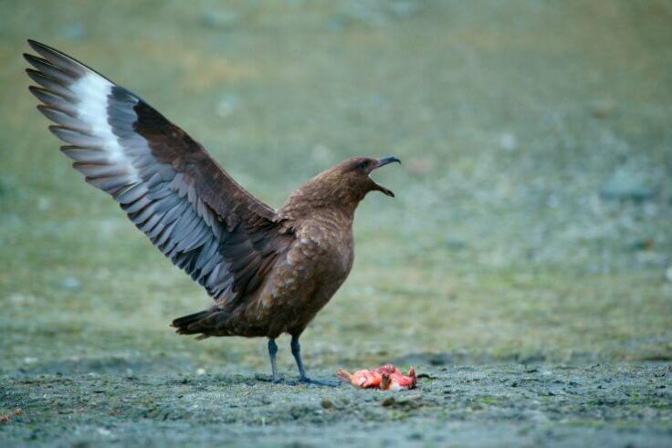 7 Skua Birds (With Pictures)