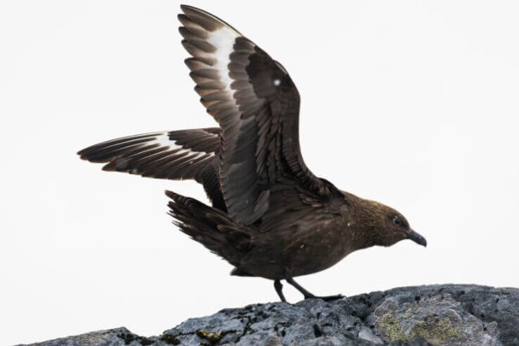 7 Skua Birds (With Pictures)