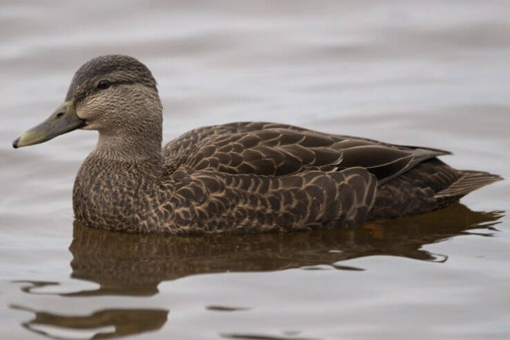 21 Ducks in Missouri (With Pictures) - Avibirds.com
