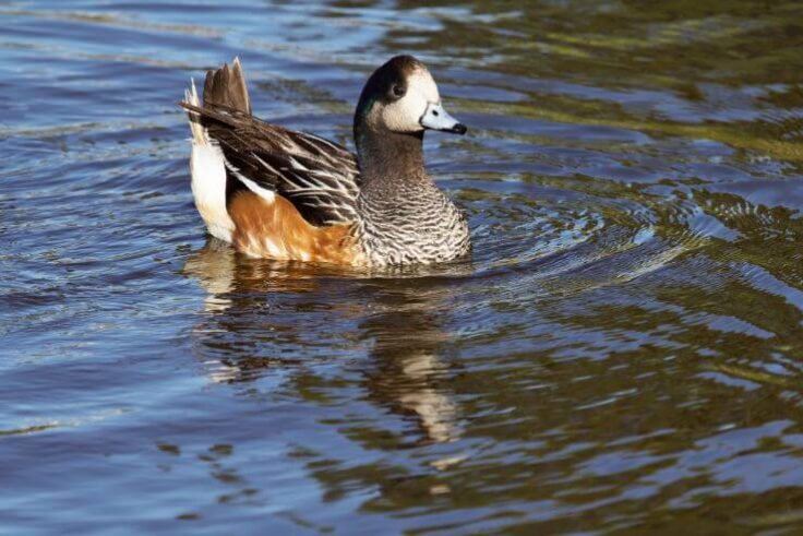 21 Ducks in Missouri (With Pictures) - Avibirds.com
