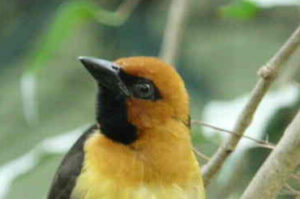 78 Weaver Birds (With Pictures) - AviBirds