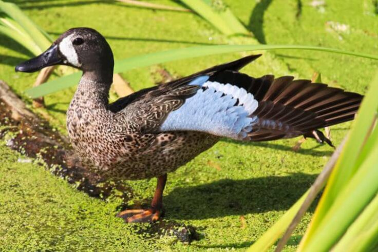 21 Ducks in Missouri (With Pictures) - Avibirds.com