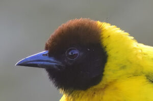 78 Weaver Birds (With Pictures) - AviBirds