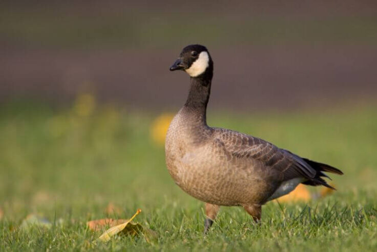5 Geese in Colorado (With Pictures) - AviBirds