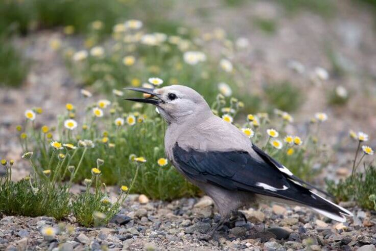 8 Crows in Arizona (With Pictures) - AviBirds