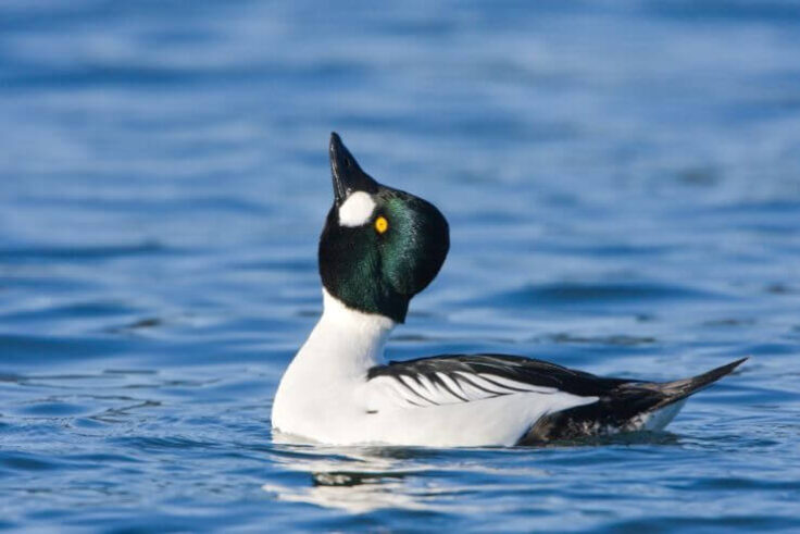 25 Ducks in Alaska (With Pictures) - Avibirds.com
