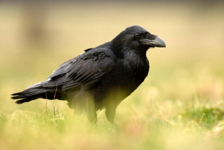 8 Crows in Arizona (With Pictures) - AviBirds