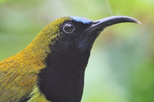 Asian Sunbird Species (With Pictures) - Avibirds.com