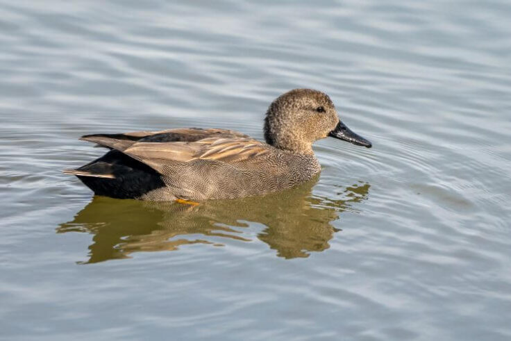 21 Ducks in Missouri (With Pictures) - Avibirds.com