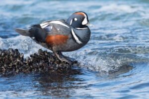25 Ducks in Alaska (With Pictures) - Avibirds.com