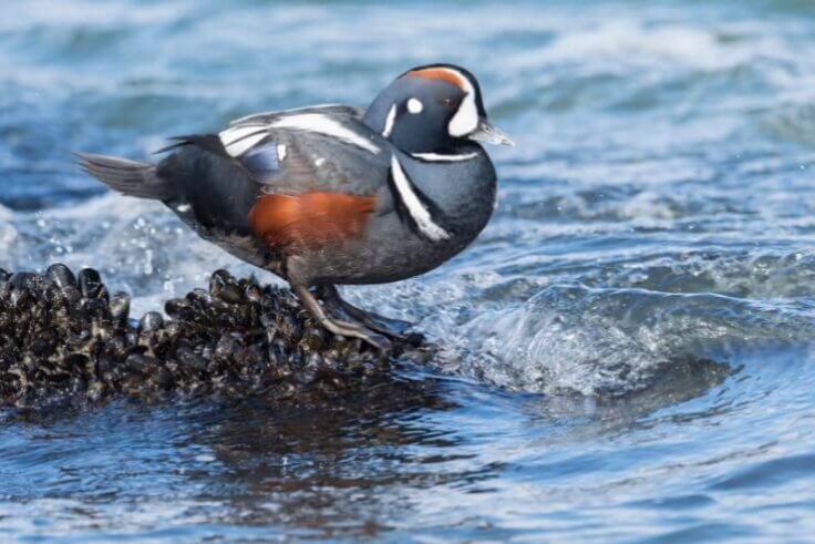 25 Ducks in Alaska (With Pictures) - Avibirds.com