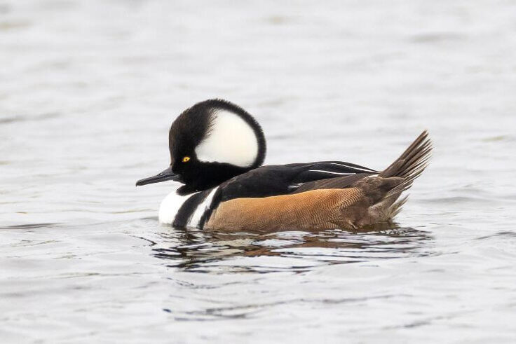 21 Ducks in Missouri (With Pictures) - Avibirds.com