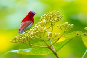 Asian Sunbird Species (With Pictures) - AviBirds