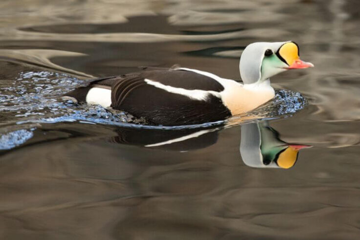 25 Ducks in Alaska (With Pictures) - Avibirds.com