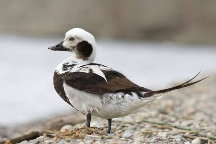 25 Ducks in Alaska (With Pictures) - Avibirds.com