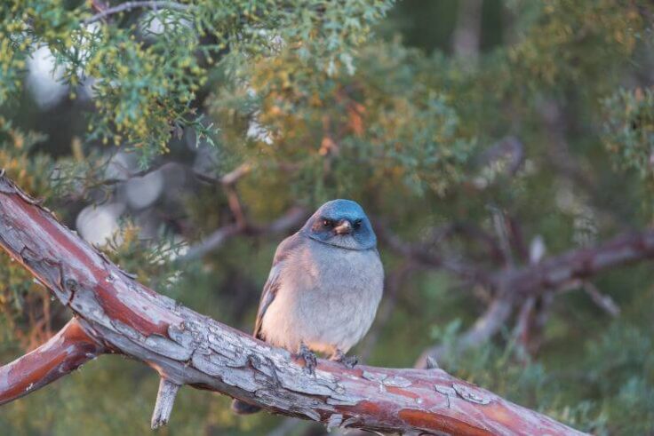 8 Crows in Arizona (With Pictures) - Avibirds.com