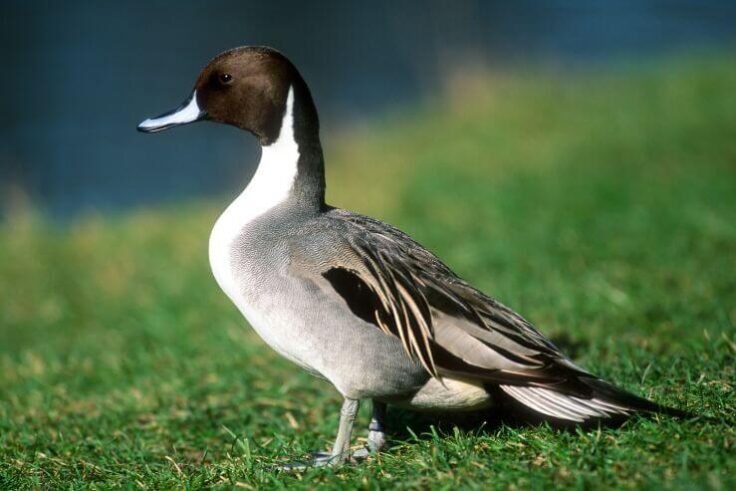 25 Ducks in Alaska (With Pictures) - Avibirds.com