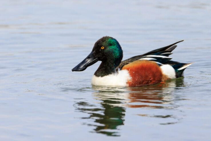 25 Ducks in Alaska (With Pictures) - Avibirds.com