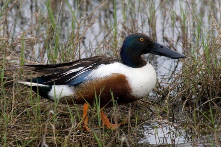 21 Ducks in Missouri (With Pictures) - Avibirds.com
