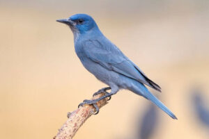 8 Crows in Arizona (With Pictures) - Avibirds.com