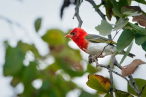 78 Weaver Birds (With Pictures) - Avibirds.com