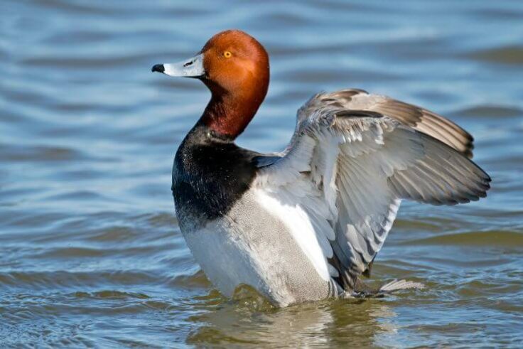 25 Ducks in Alaska (With Pictures) - Avibirds.com