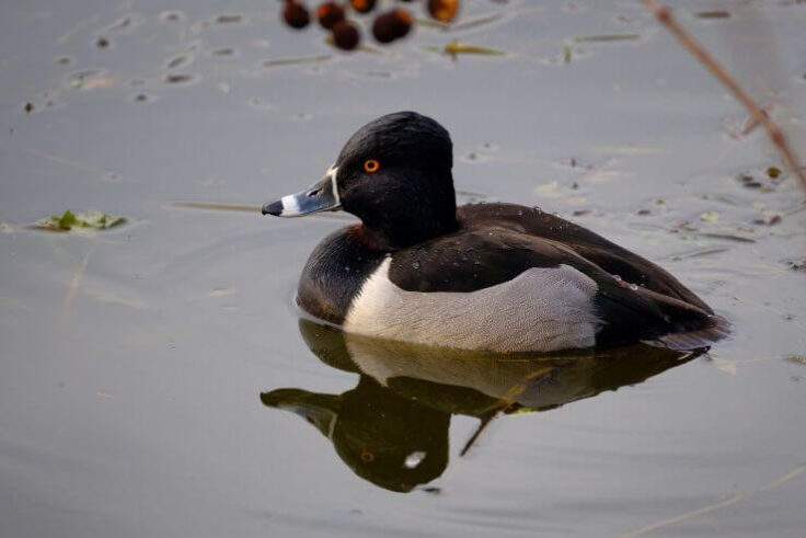 21 Ducks in Missouri (With Pictures) - Avibirds.com
